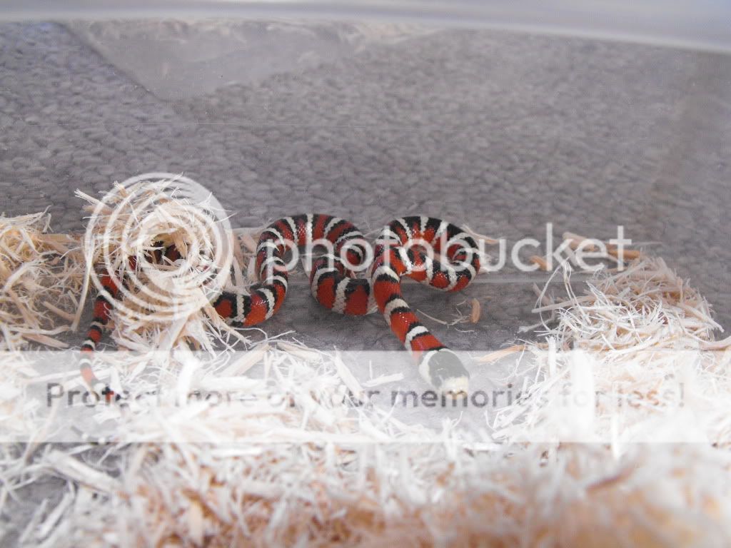 Scotland - Applegate Special PYRO kings! visual and het. | Reptile Forums