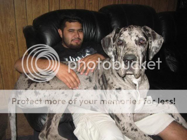 Some Pics I really LOVE... | Puppy Forum and Dog Forums