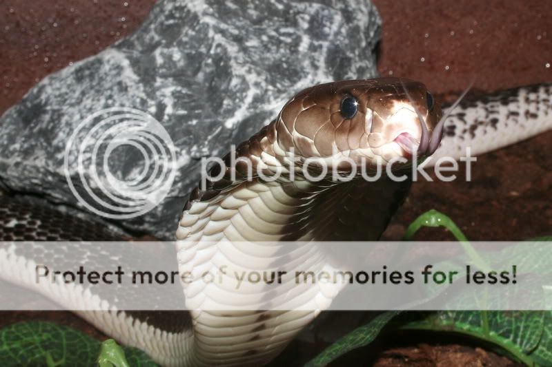 Indochinese spitting cobra - Alchetron, the free social encyclopedia